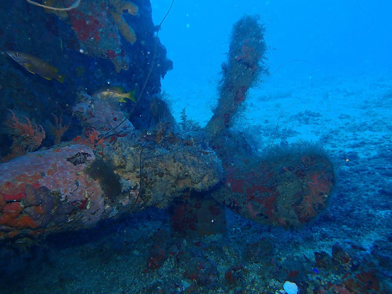 Corail Club Caraïbes - Martinique Active